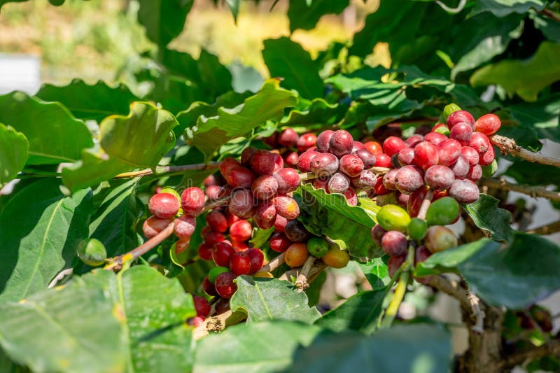 Image Capturing Coffee Beans in Various Stages of Ripening on Branches ...