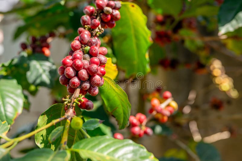 Image Capturing Coffee Beans in Various Stages of Ripening on Branches ...