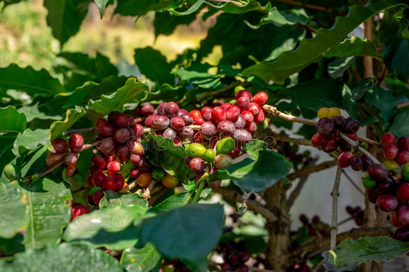 Image Capturing Coffee Beans in Various Stages of Ripening on Branches ...