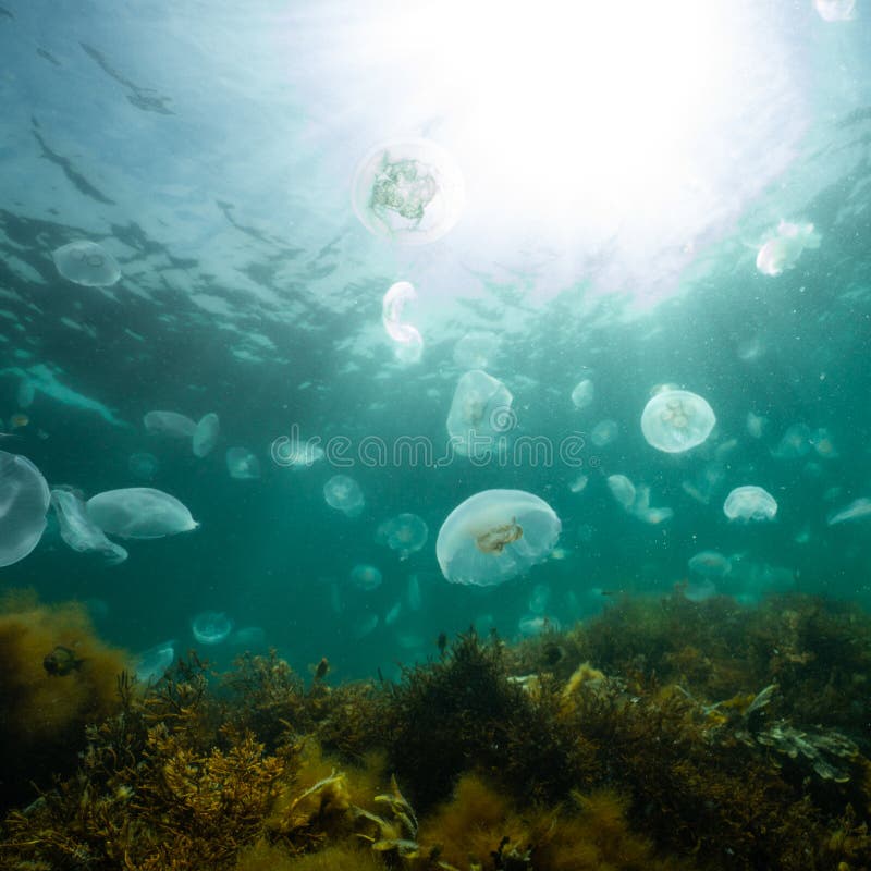 Jellyfish Bloom in the Atlantic Ocean Stock Photo - Image of diving ...