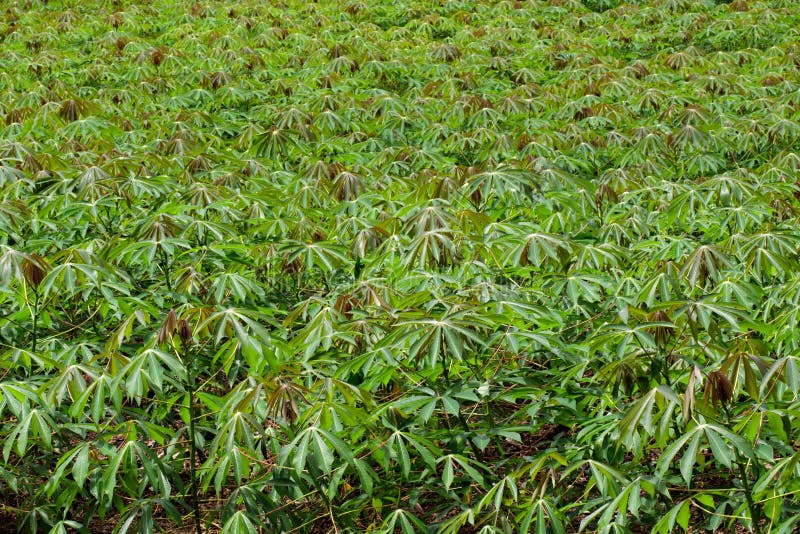 Cassava Plantation Farming , Growing Of Cassava Stock Image - Image of ...