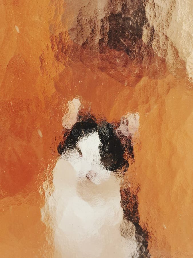 Image of Cat through Glass Door Stock Image - Image of glass, painting ...