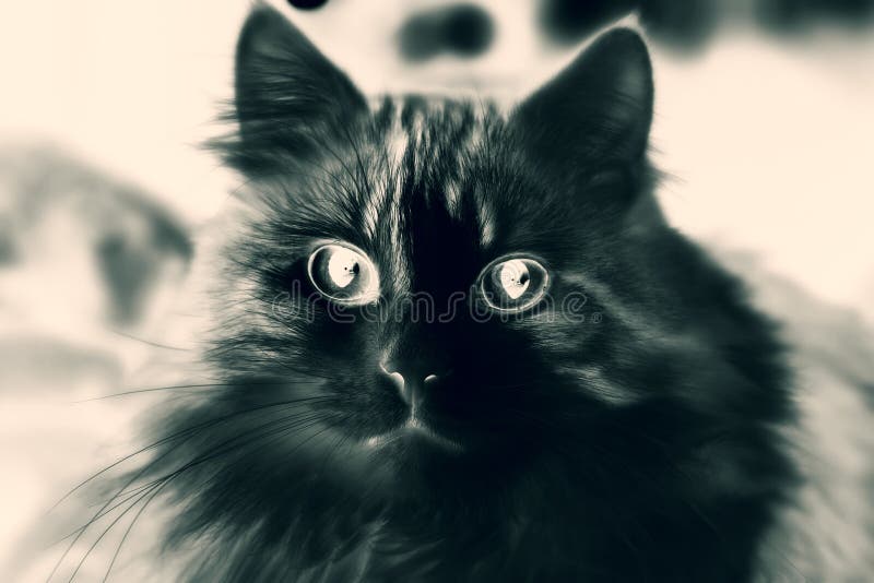 Image of cat in negative stock image. Image of white - 82411221