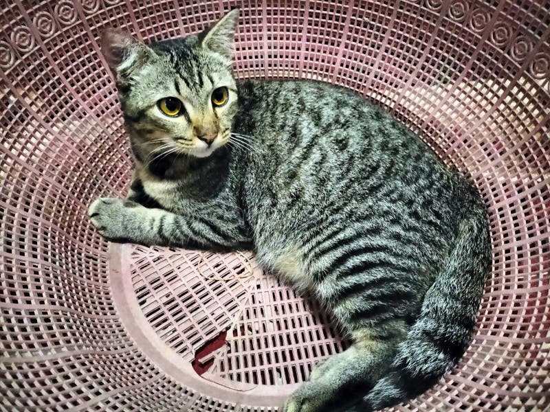 Image of Cat Occupy Plastic Basket for Rest Stock Image - Image of ...
