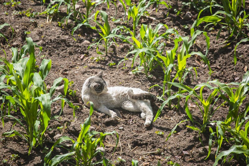 Image of a Cat Resting in a Field of Corn. Stock Photo - Image of ...