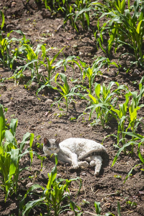Image of a Cat Resting in a Field of Corn. Stock Image - Image of field ...