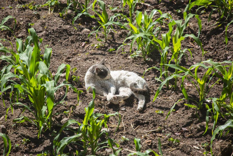 Image of a Cat Resting in a Field of Corn. Stock Image - Image of ...