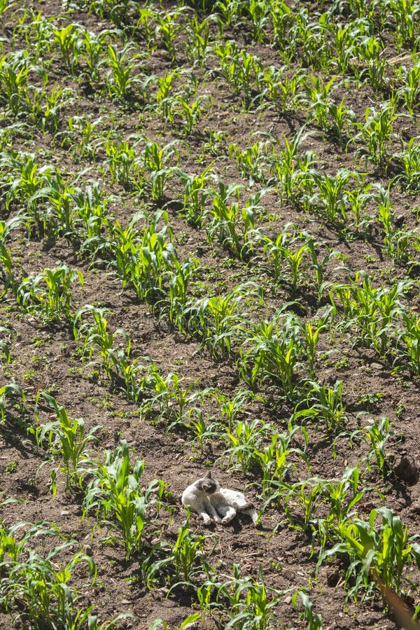 Image of a Cat Resting in a Field of Corn. Stock Photo - Image of ...