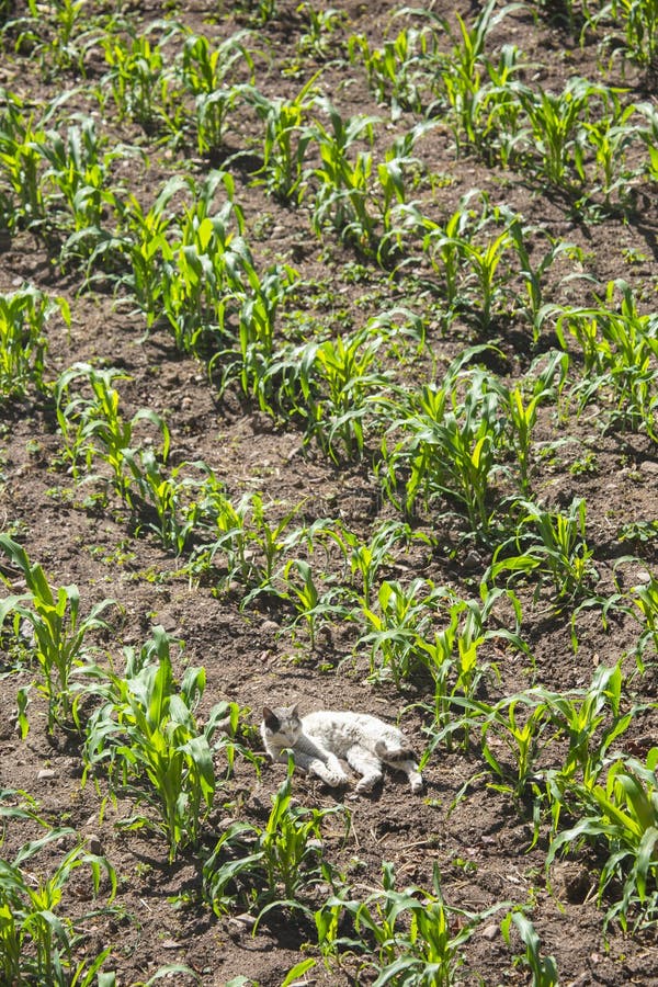 Image of a Cat Resting in a Field of Corn. Stock Image - Image of white ...