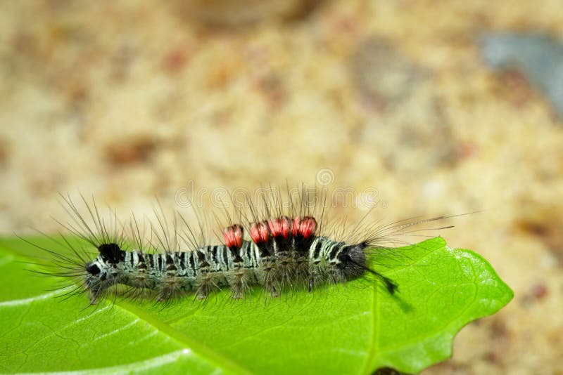 Image of Caterpillars of Common Mime Isolated on White Background ...