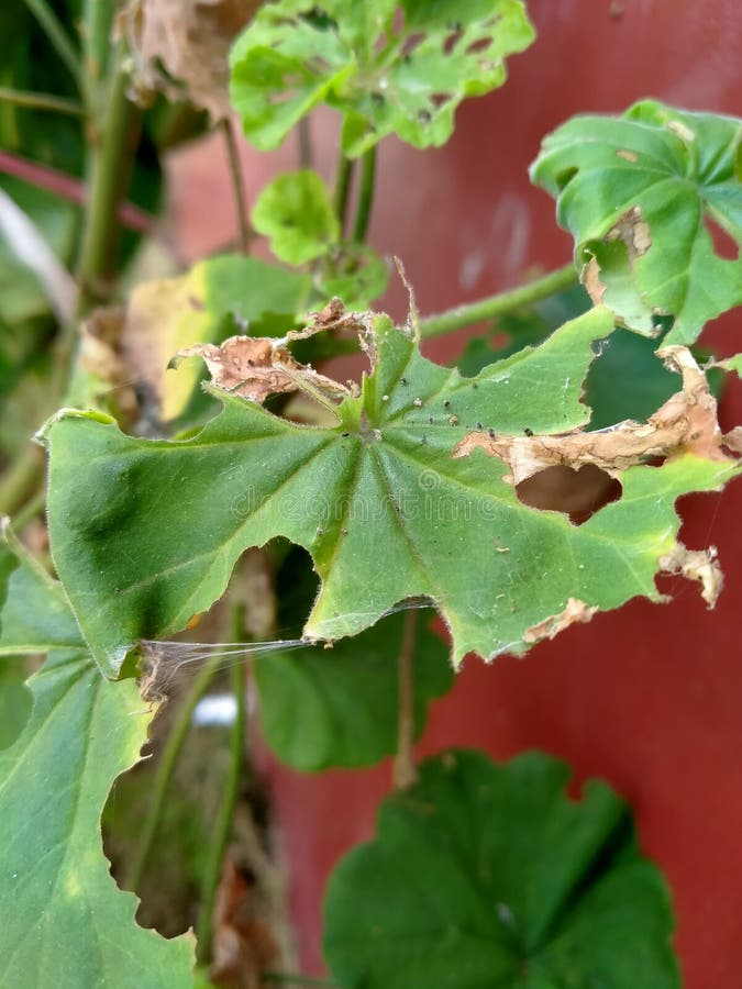 Image of Caterpillars of Common Mime Isolated on White Background ...