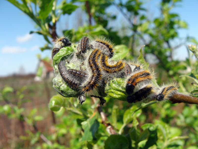 Image of Caterpillars of Common Mime Isolated on White Background ...