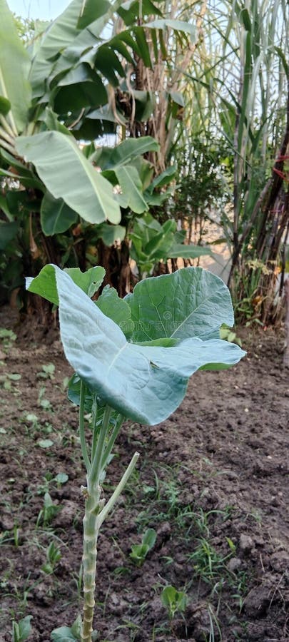 A Image of Cauliflower Vegetable Plant. Stock Photo - Image of tree ...