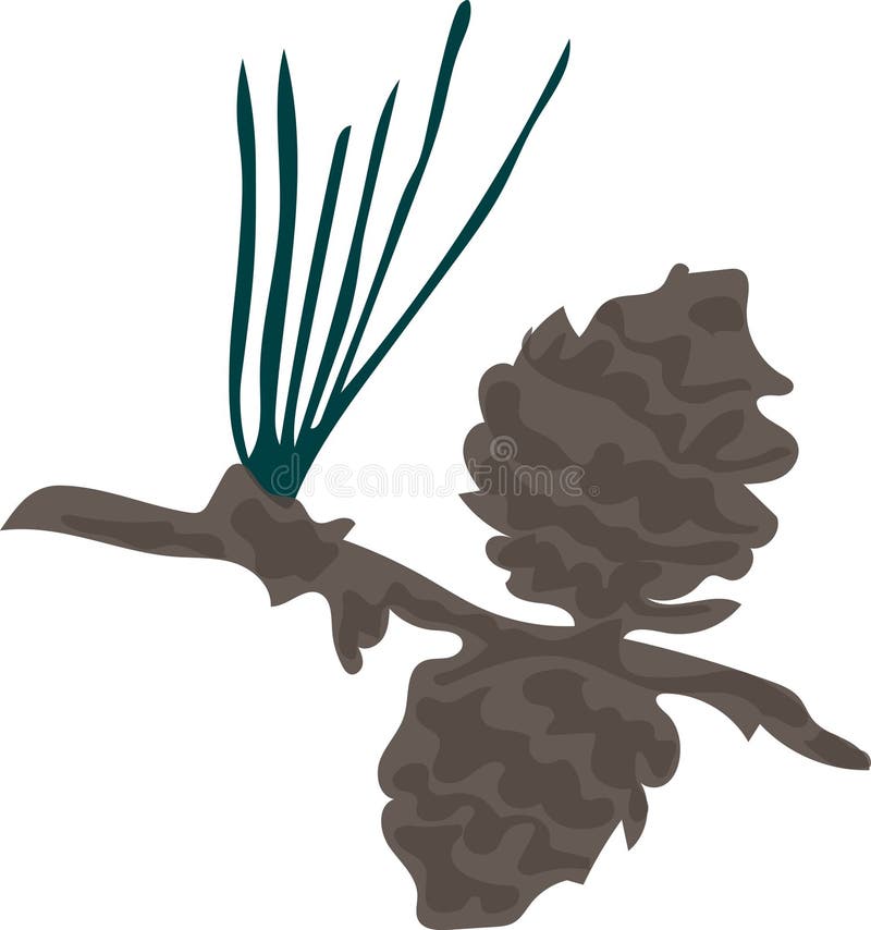 Image of the cedar branch stock illustration. Illustration of botany ...
