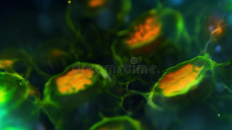 An Image of Cell Division Showcasing the Precise and Organized Process ...