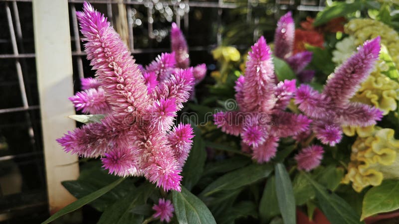 Celosia Argentea Hydrid a Herbaceous Hairy Feather Type Flower Plant ...