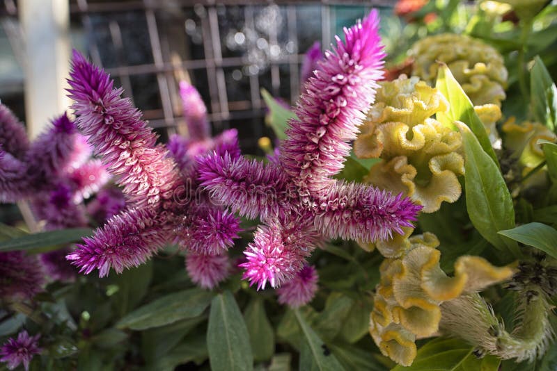 Celosia Argentea Hydrid a Herbaceous Hairy Feather Type Flower Plant ...