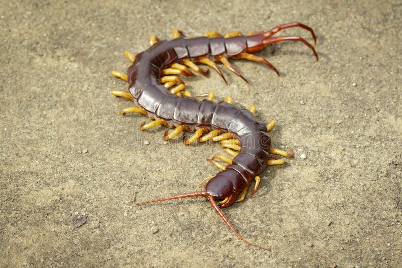 Image of Centipedes or Chilopoda on the Ground. Animal Stock Image ...