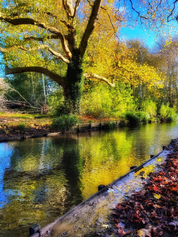 Oak Tree Reflecting in River Stock Photo - Image of trees ...