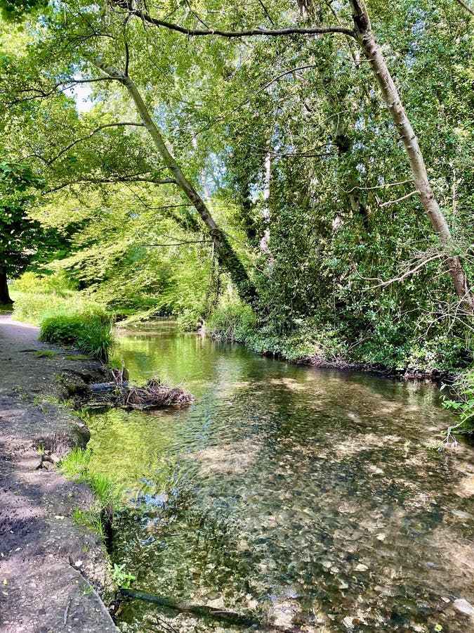 Trees overhanging a river stock image. Image of flower - 278701199