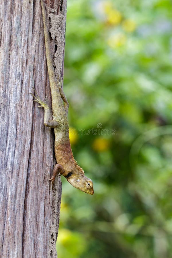 Image of Chameleon on the Tree on Nature Background. Stock Image ...