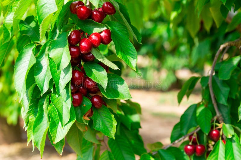 Image of a Cherry Cluster on a Branch Stock Photo - Image of ripe ...