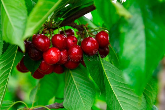 Image of a Cherry Cluster on a Branch Stock Image - Image of organic ...