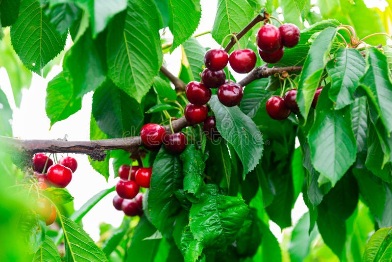 Image of a Cherry Cluster on a Branch Stock Image - Image of garden ...