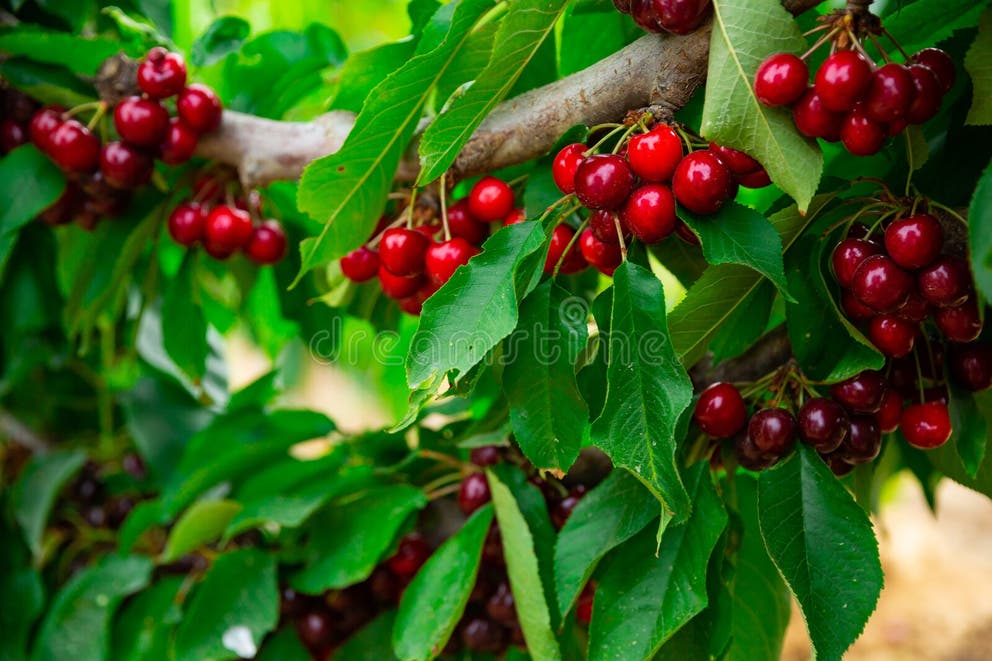 Image of a Cherry Cluster on a Branch Stock Image - Image of freshness ...