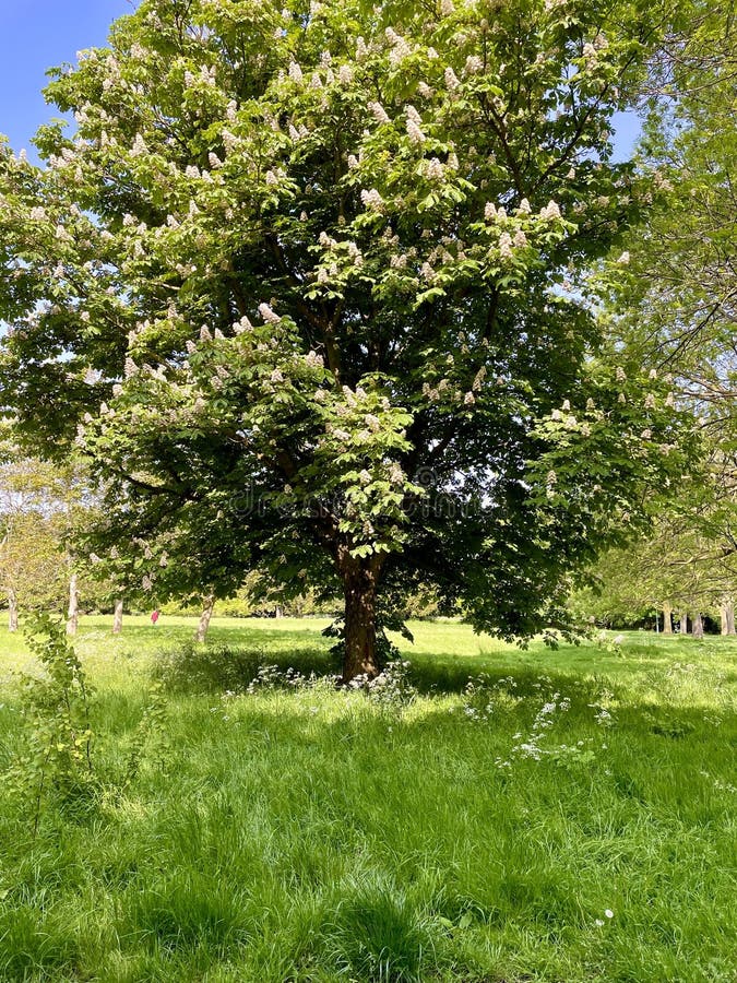 Chestnut Tree in Full Blossom Stock Photo - Image of autumn, meadow ...