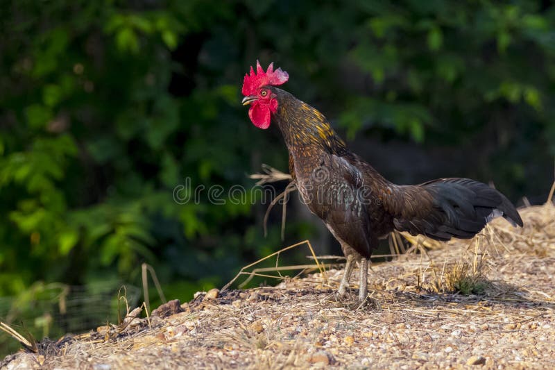 Image of Chicken on Nature Background. Stock Photo - Image of bird ...