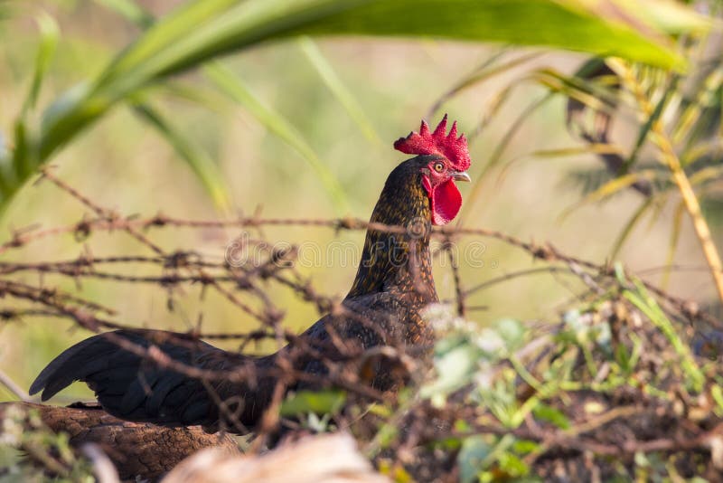 Image of Chicken on Nature Background. Stock Photo - Image of fowl ...