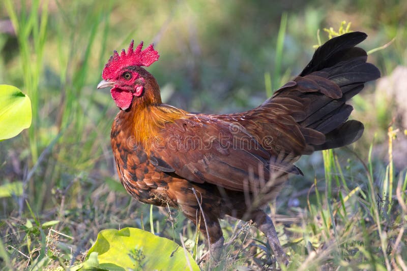 Image of Chicken on Nature Background. Stock Photo - Image of farm ...