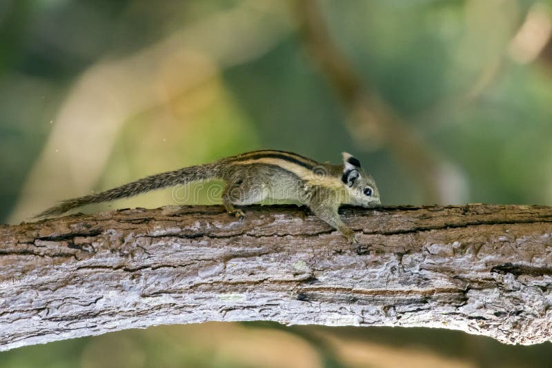 Image of Chipmunk Small Striped Rodent on Tree. Animals. Stock Image ...