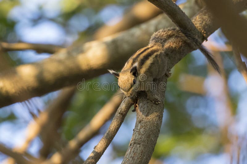 Image of Chipmunk Small Striped Rodent. Stock Photo - Image of food ...