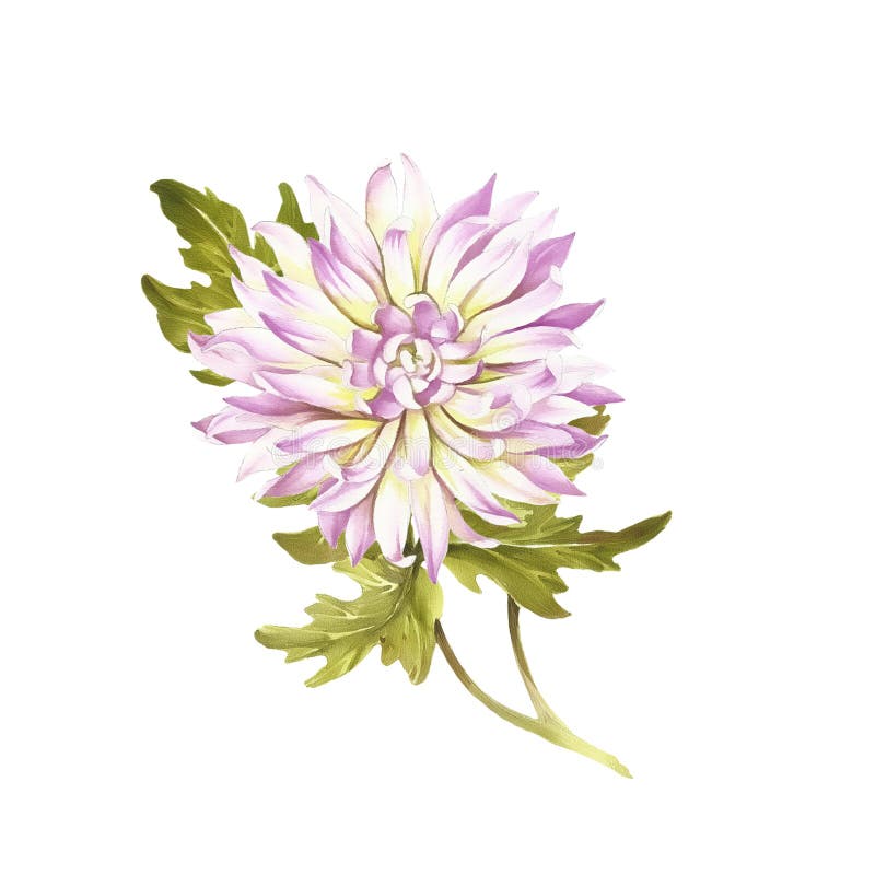 Image Chrysanthemum Flower. Hand Draw Watercolor Illustration. Stock ...