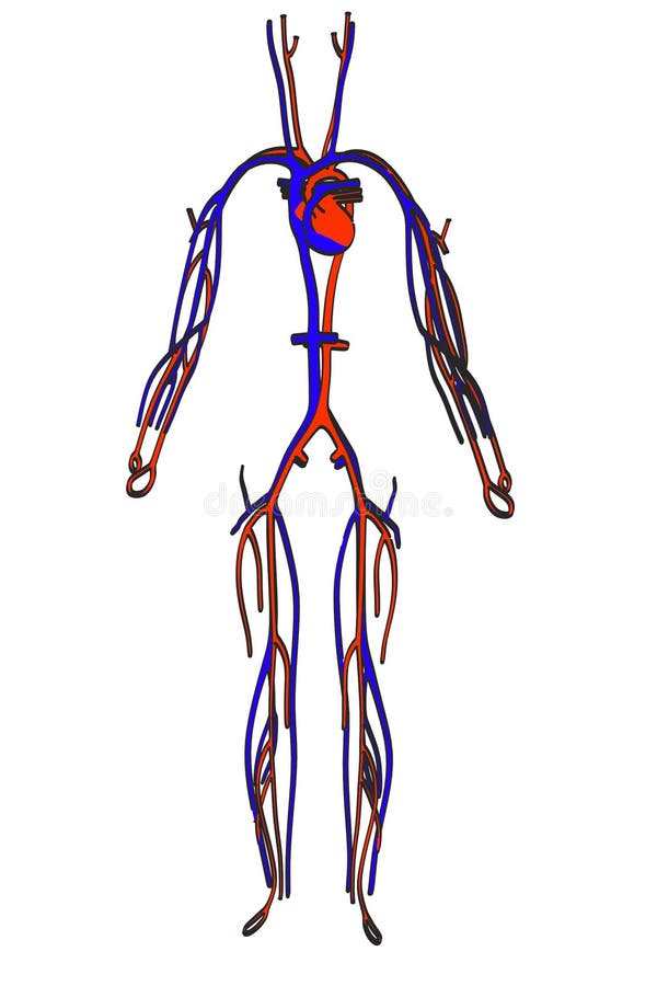 Circulatory system stock illustration. Illustration of paint - 35698392