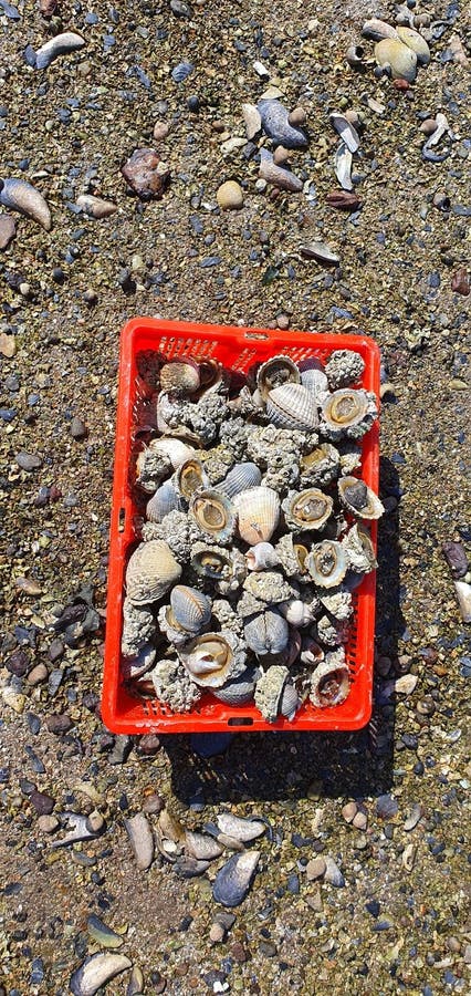 The Image of Collection Real Life Stock Image - Image of real, life ...