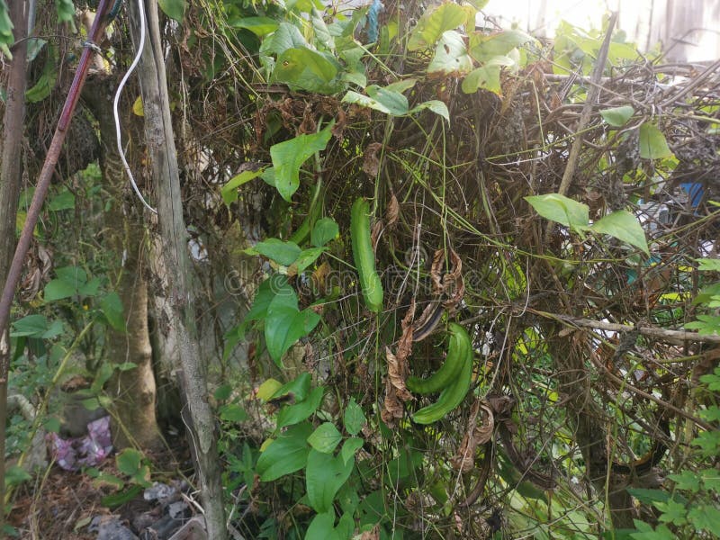 Climbing Green Four-angled Bean on the Fence Stock Image - Image of ...