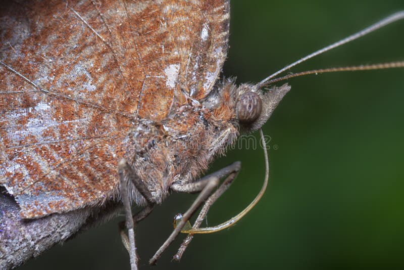 Close Shot of the Common Palmfly Butterfly. Stock Photo - Image of ...