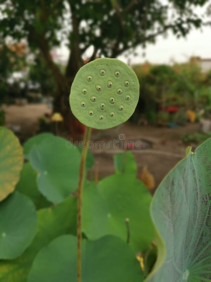 Close Shot of the Lotus Seed Pod with Withering Stamens. Stock Image ...