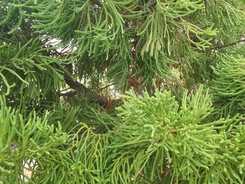 Close Shot Patterns of Juniper Chinensis Pine Leaves. Stock Image ...