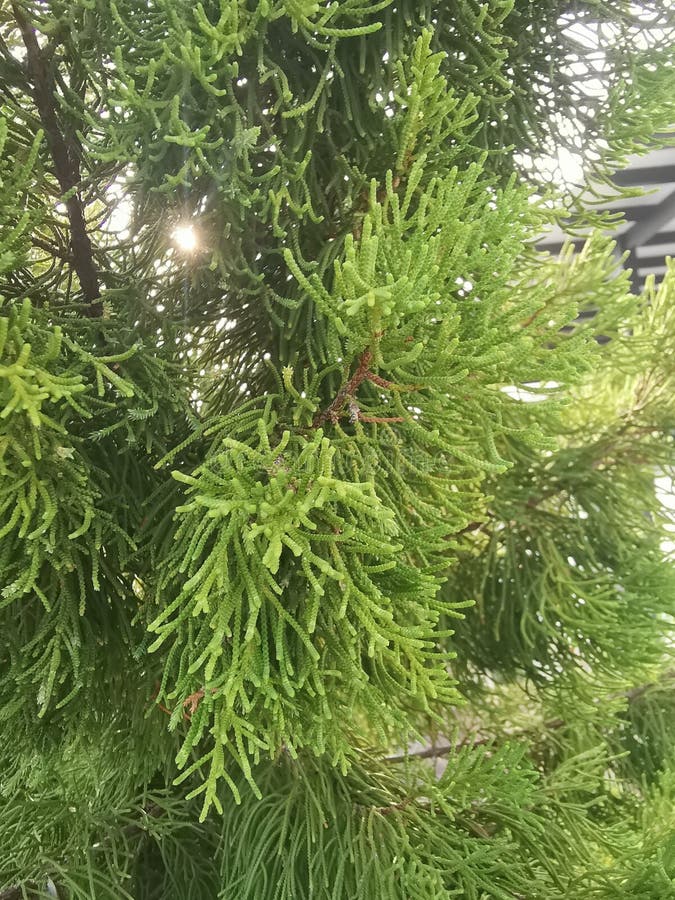Close Shot Patterns of Juniper Chinensis Pine Leaves. Stock Image ...