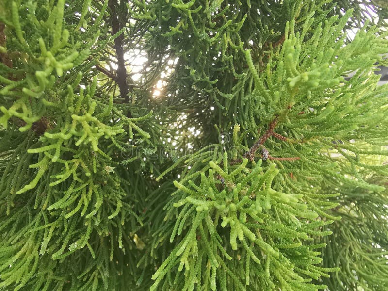 Close Shot Patterns of Juniper Chinensis Pine Leaves. Stock Photo ...
