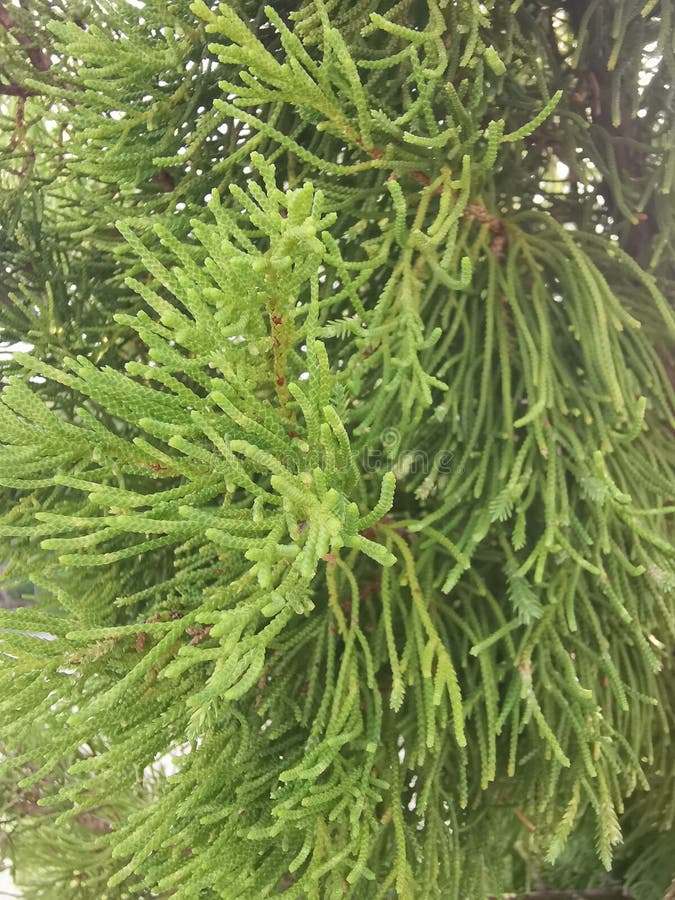 Close Shot Patterns of Juniper Chinensis Pine Leaves. Stock Photo ...