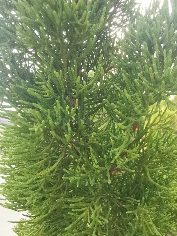 Close Shot Patterns of Juniper Chinensis Pine Leaves. Stock Photo ...