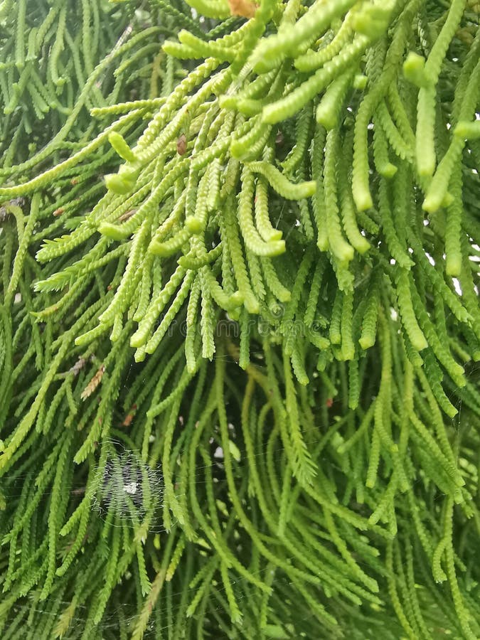 Close Shot Patterns of Juniper Chinensis Pine Leaves. Stock Image ...