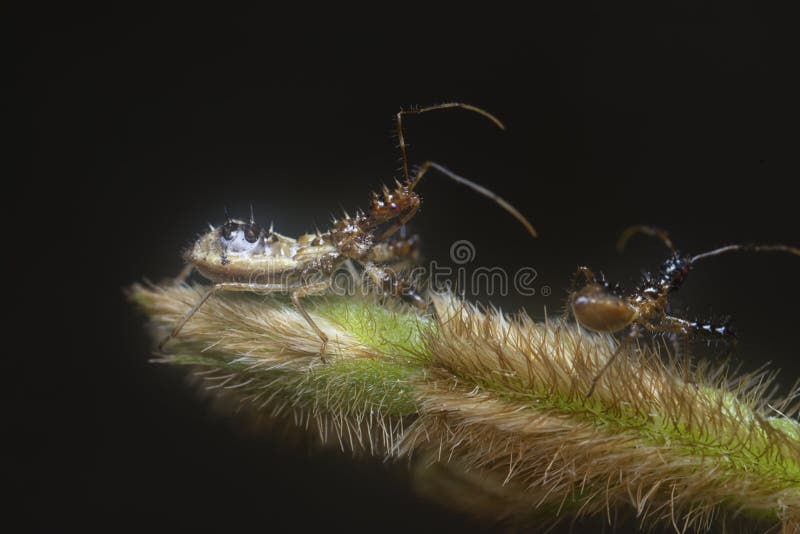 Close Shot of the Sinea the Assassin Bug Stock Image - Image of ...