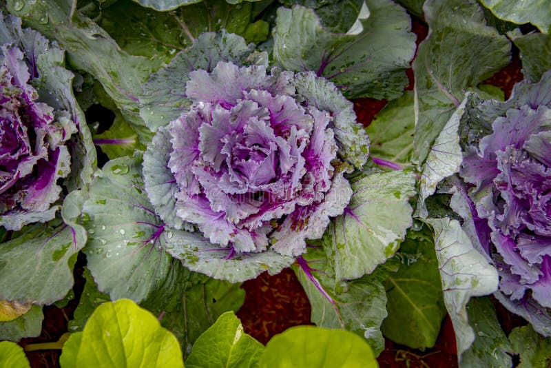Close Up of Amazing Beautiful Collard Greens Flowers Background Stock ...
