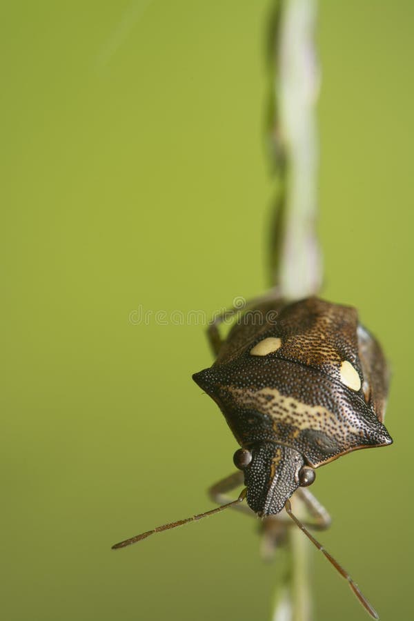 Close Up of the Eysarcoris Guttigerus the Two Spotted Sesame Bug. Stock ...